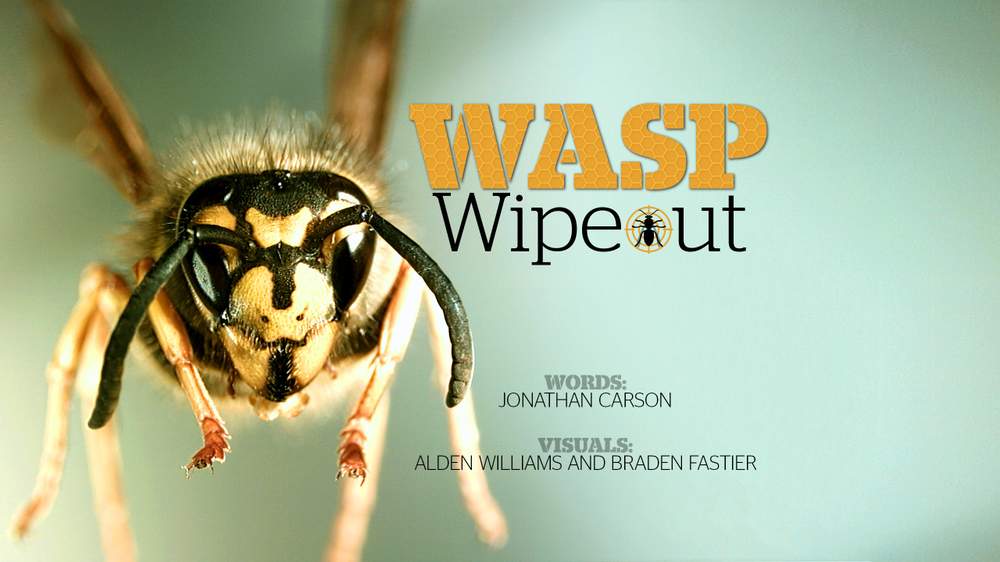 Wasp Wipeout